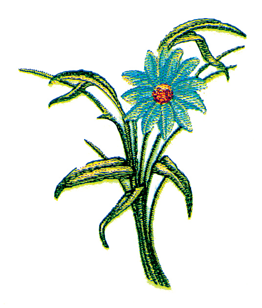 Single Daisy - Learn to Digitize