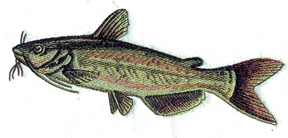 Channel Catfish - Learn to Digitize
